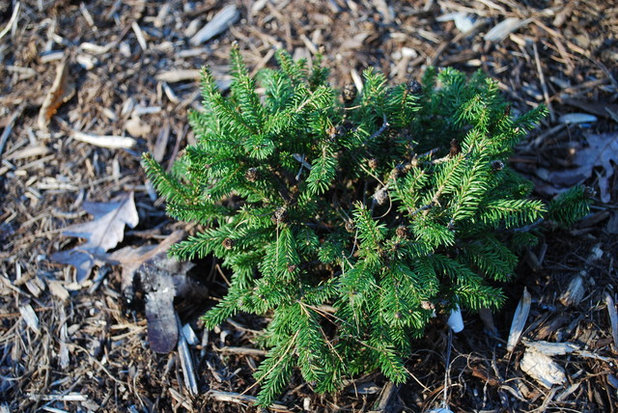 Designing With Conifers: Sizing Up Some Evergreen Choices