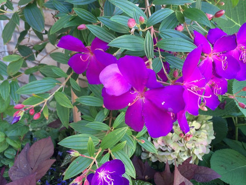 Purple Flowers Of Ohio | Best Flower Site