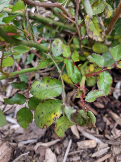 New drift roses, all have blackspot with correct care