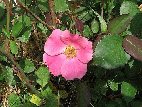 trying again- my first rose this year- Betty Prior