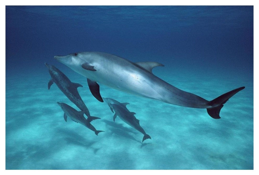 Atlantic Spotted Dolphin Pod Swimming Underwater, Bahamas-Paper Art, 24 ...