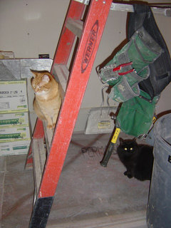 The realities of the remodeling stage? esp with cats??