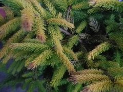 picea orientalis firefly woes