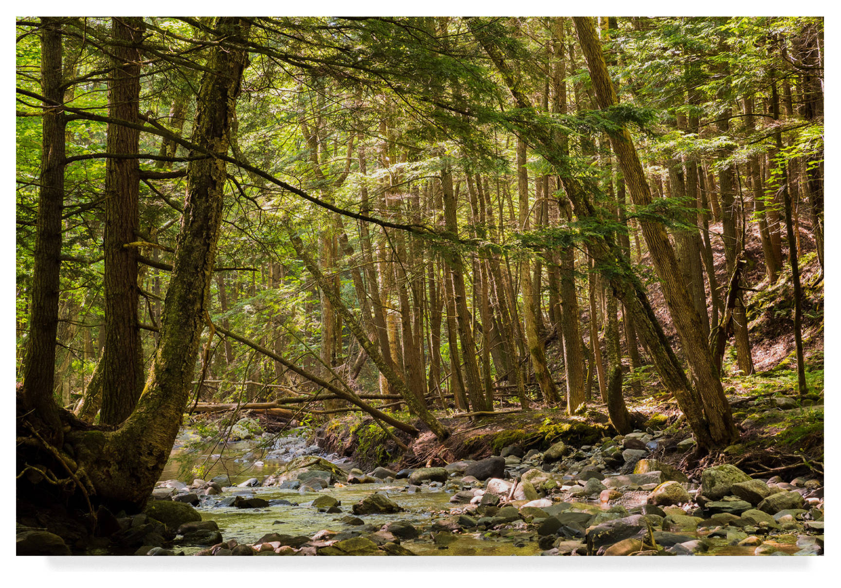 Brenda Petrella Photography Llc 'Charles Brown Brook' Canvas Art, 32 ...
