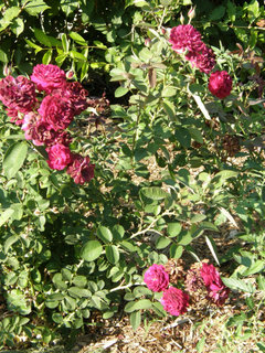 Award winning roses (nastiest, thorniest, biggest and runts)