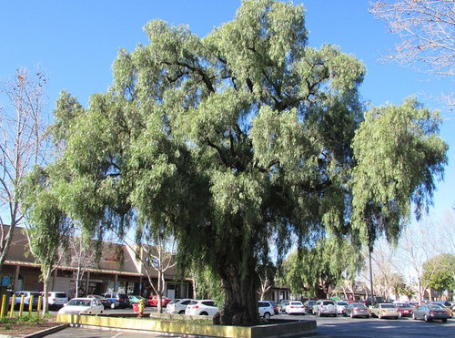California Pepper tree.