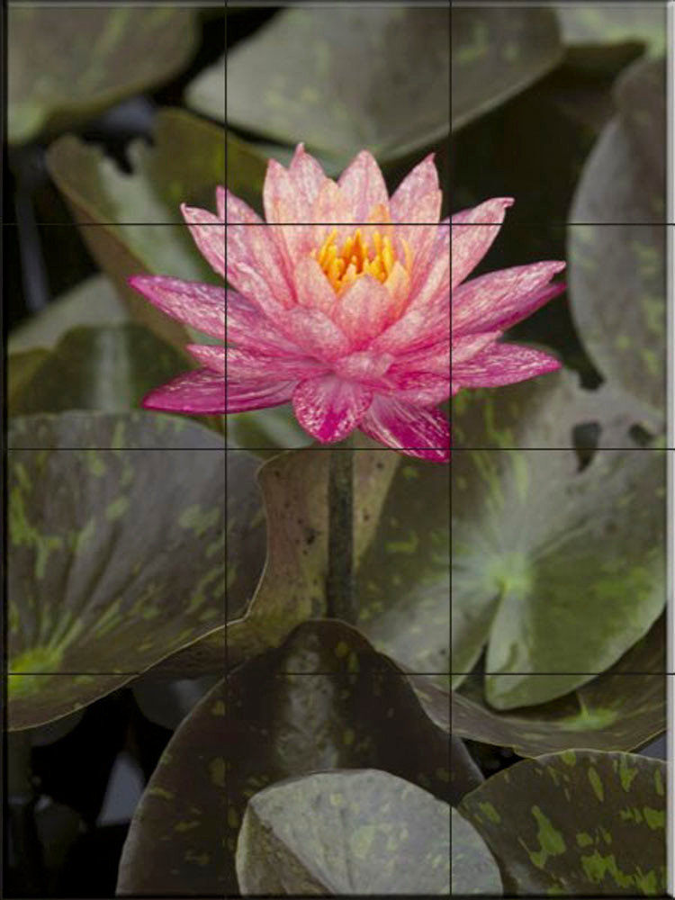 Tile Mural, Water Lily by Sean Allen, 24" x 36" (24 Tiles) - Asian ...