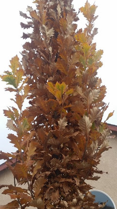 Streetspire oak vs. Regal Prince oak ? | Houzz Forum