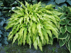 Hosta C 2023 .............................