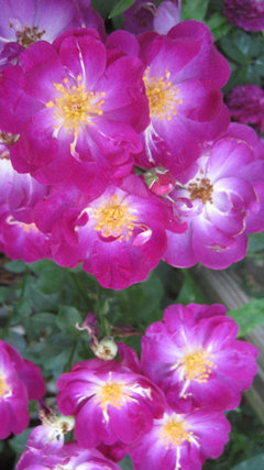 What are your favorite compact roses (that stay smallish in the heat)?