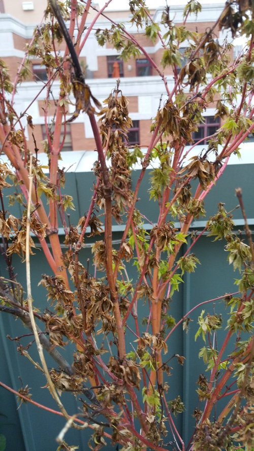 Coral Bark Maple Tree Dying