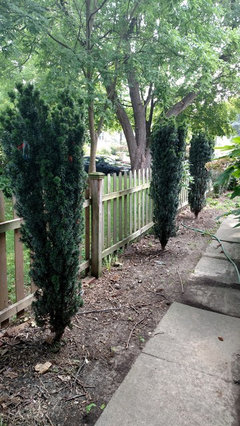 Taxus media 'Flushing' | Houzz Forum