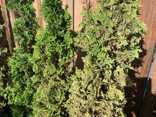 Degroot Spire Cedar Color Question