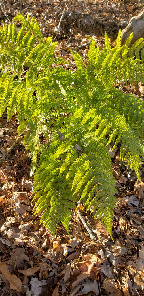 Evergreen fern in North Carolina mountains