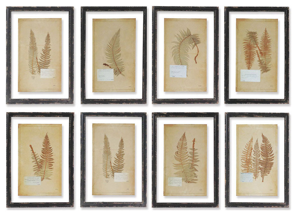 Framed Vintage Fern Prints, Set of 8 - Tropical - Prints And Posters ...
