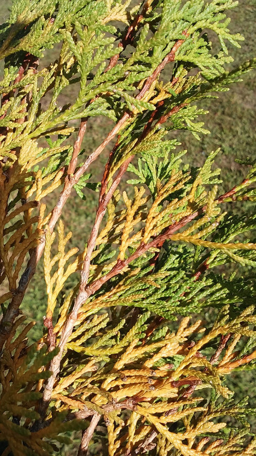 Thuja tree turning yellow in some places. What should I do?