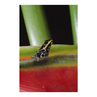 Rio Madeira Poison Frog Sitting In A Heliconia Leaf, Amazonia, Ecuador ...