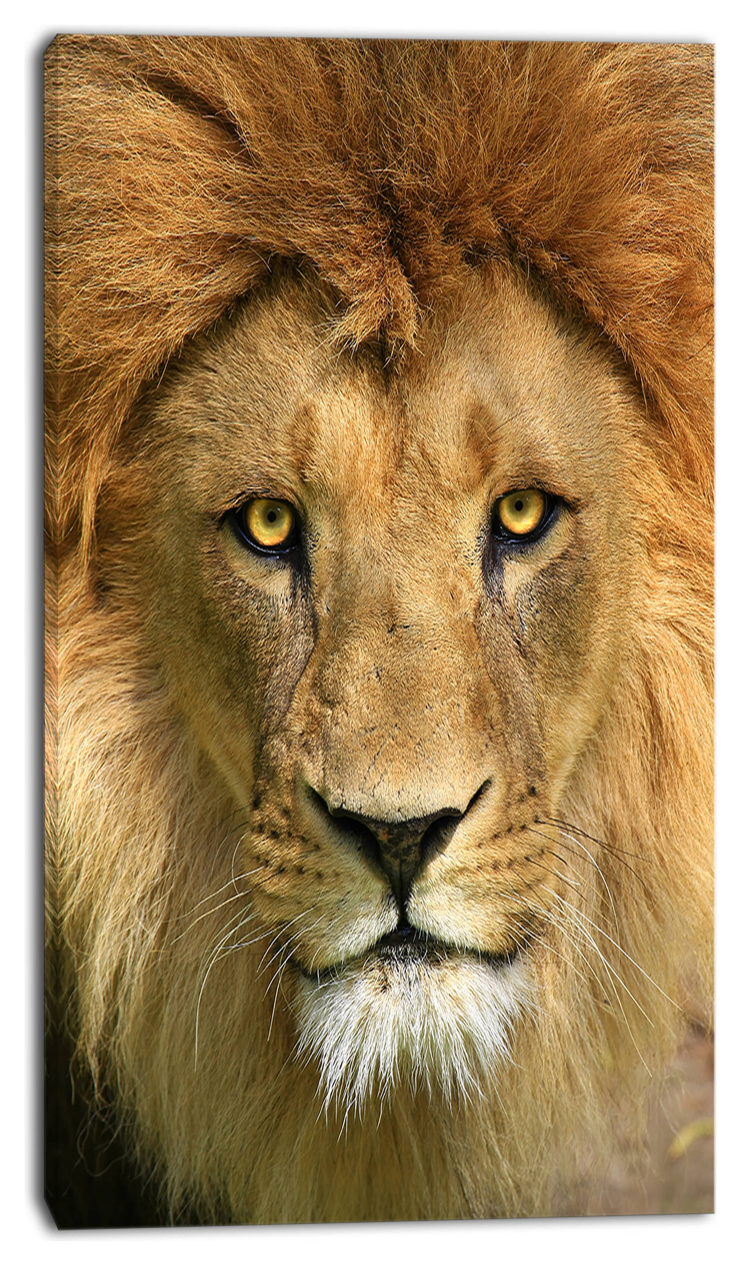 "Lion With Calm Face" Animal Art Canvas Print, 16"x32" - Contemporary ...