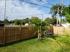 Privacy Palms along fence line