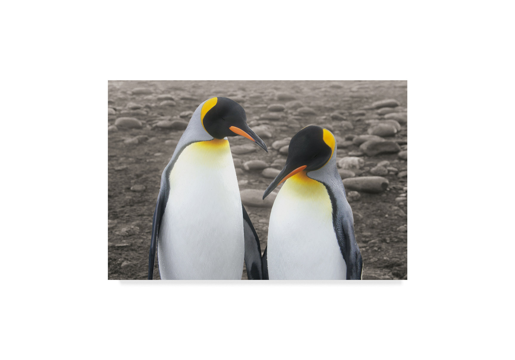 Wild Apple Portfolio 'Courting' Canvas Art, 16"x24" - Beach Style ...