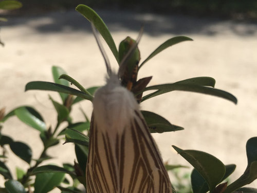 White moth with brown stripes in central florida ID