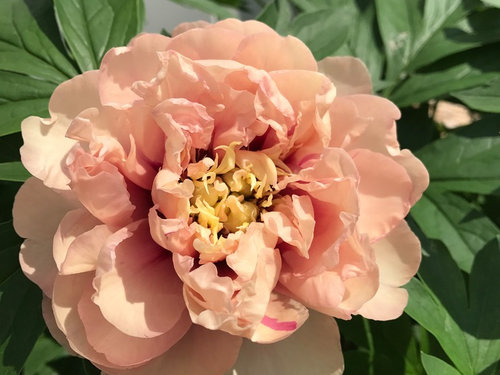 Caroline Constable ITOH Peony