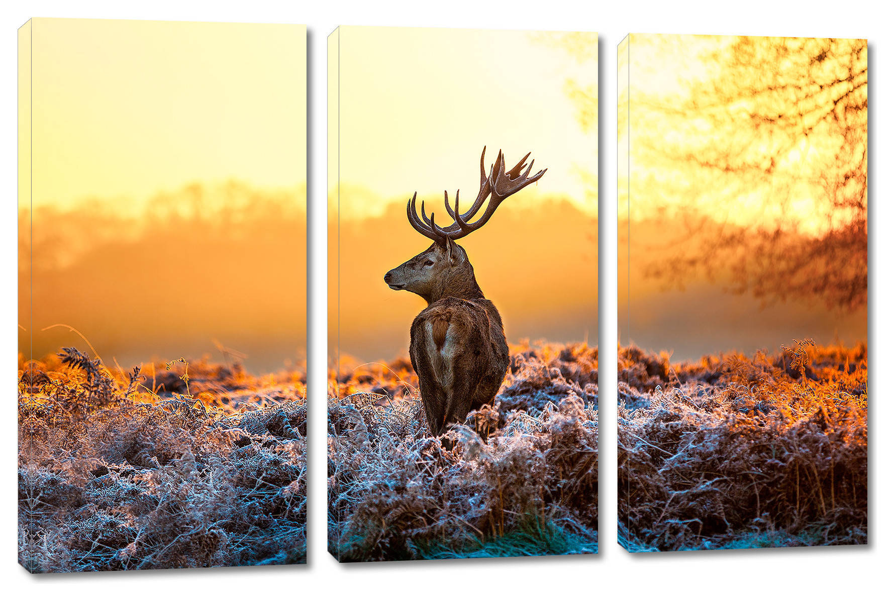 Red Deer In Morning Sun Canvas Print, 3 Panel Split, Triptych Wall Art ...