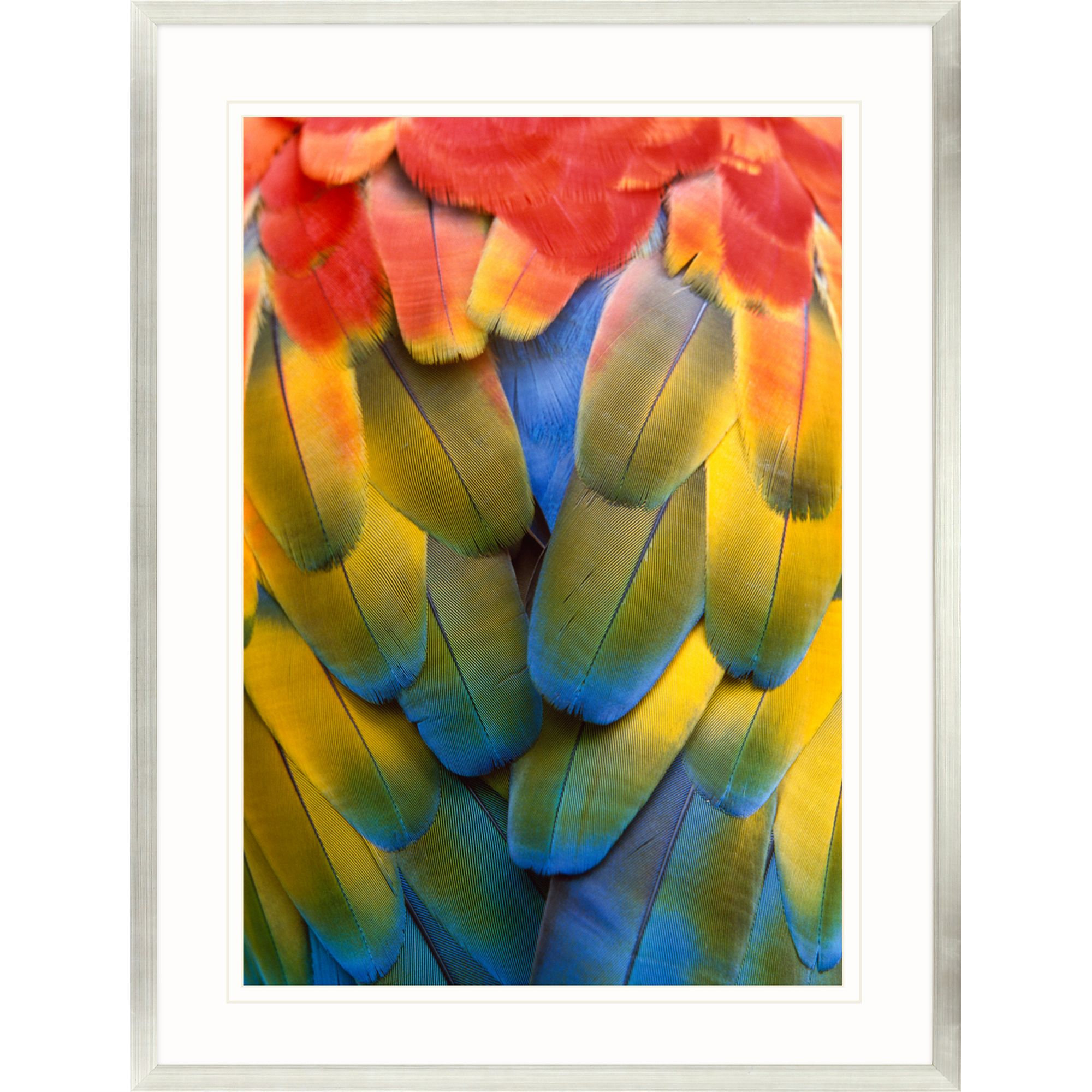 Scarlet Macaw Artwork - Contemporary - Prints And Posters - by Paragon Decor | Houzz