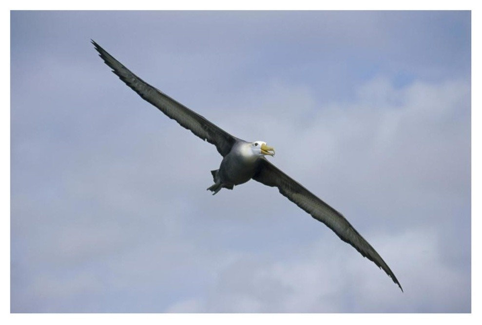 Waved Albatross Flying, Galapagos Islands, Ecuador-Paper Art, 24"x36 ...