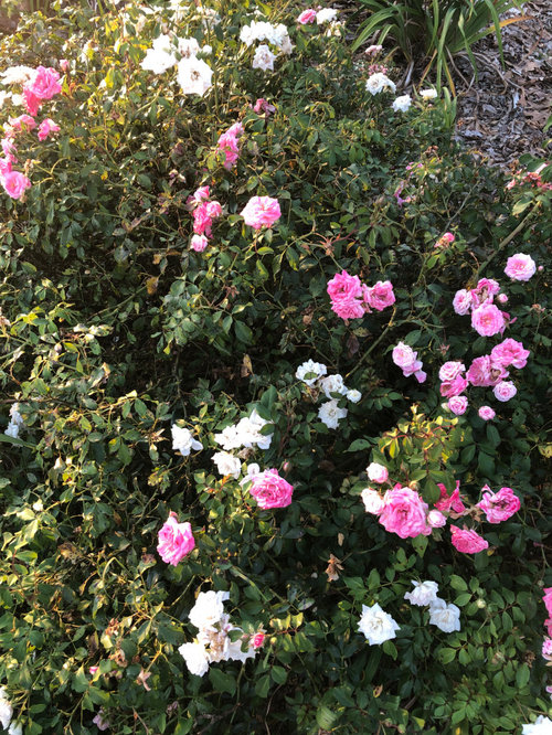 Frost, freeze and goodbye to blooms | Houzz Forum