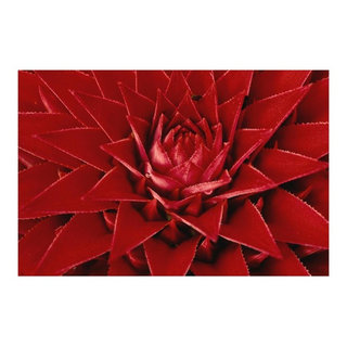 Pingwing Bromeliad Enormous Flower Belonging To The Pineapple Family ...