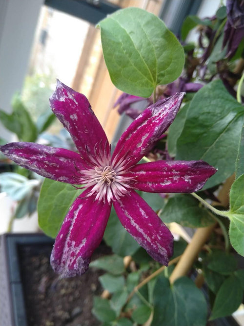 Help with unknown insects destroying my clematis
