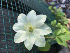 2019 Clem flower show