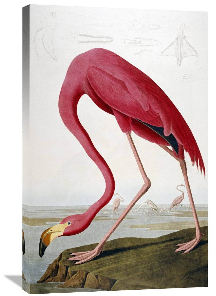 American Flamingo, 23.6" x 36" - Traditional - Prints And Posters - by ...