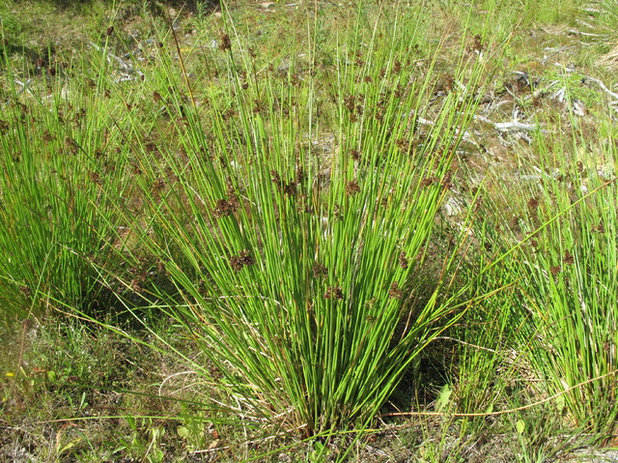 8 Native Grasses and Sedges for Southeastern Gardens