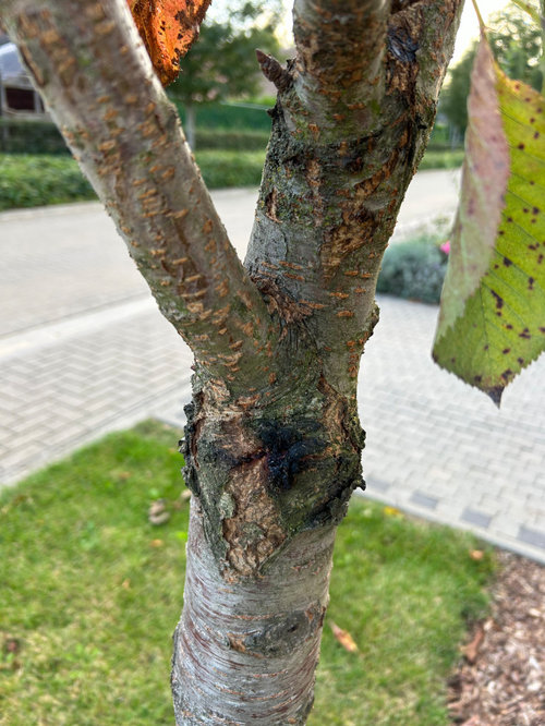 Cherry tree looking sick with weird markings on trunk…time to replace?