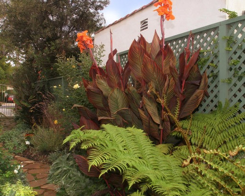 Tropicana Canna Lily | Houzz