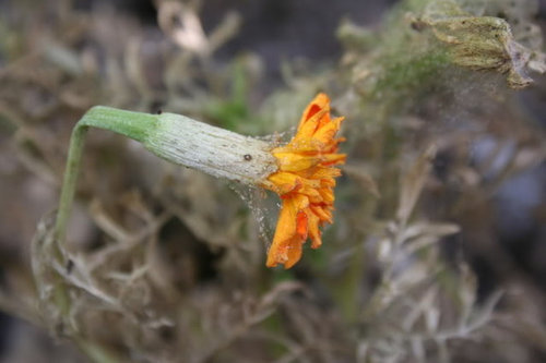 OT: Marigolds and Spider Mites **PICS**