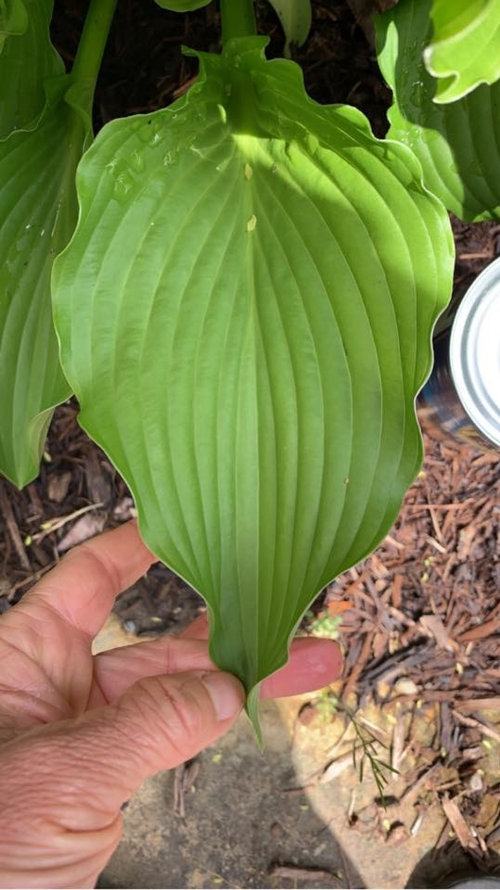 Hosta Identification 6