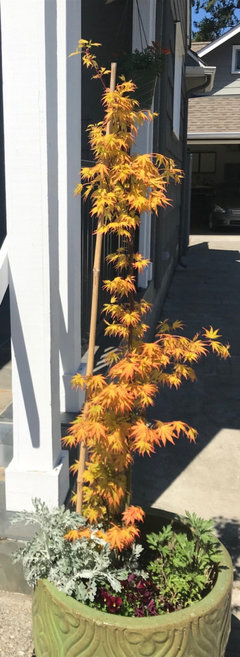 staking young Japanese maple trees