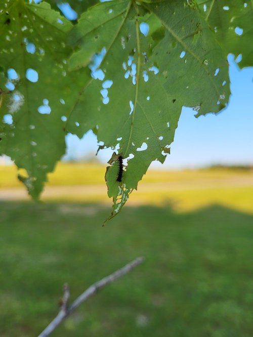 Sunset Maple with insects attacking leaves