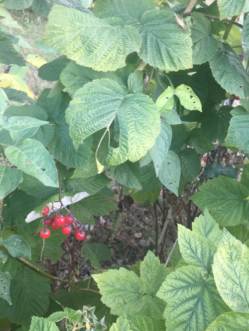 What are these little mini red things?