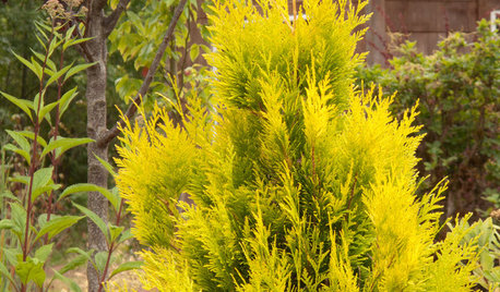 Gold Foliage: Tips From the Experts