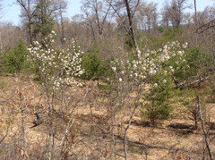 White blooming tree... Michigan