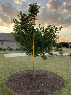 Red Pointe Maple sunscald?