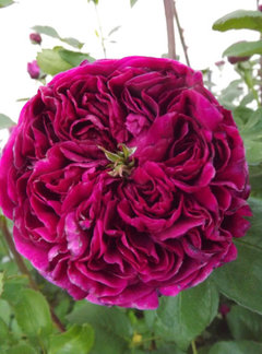 Rose proliferation question.