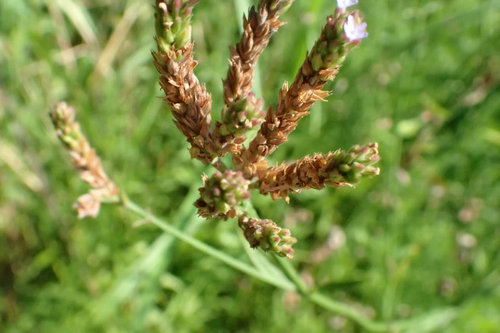 Tiny Lavender Flowers?