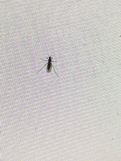 Screen Enclosure - BUGS!