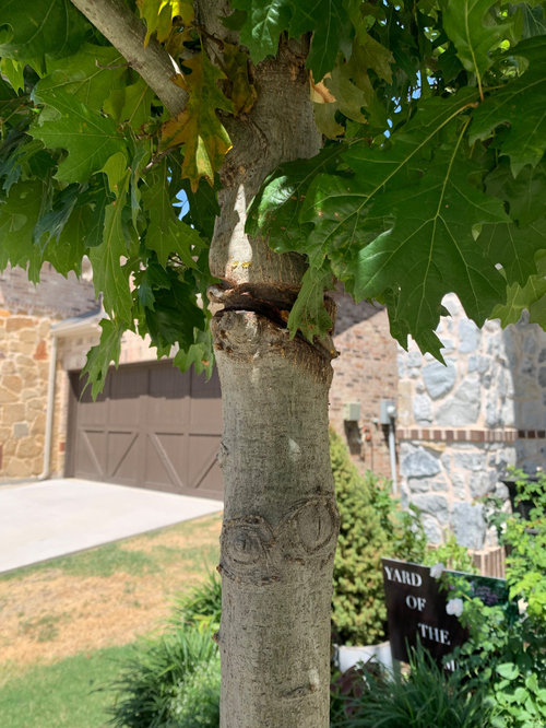 Wire scars on tree from staking, help!