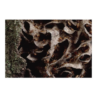 Nasute Termite Nest Reveals Soldiers With Dart-Gun Heads, Amazonian ...